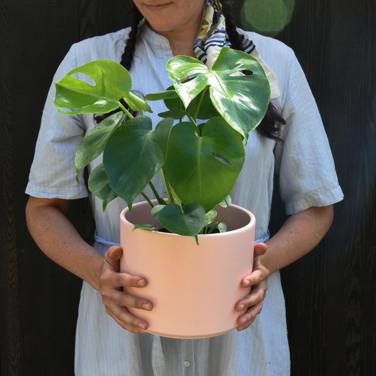 Houseplant Love Languages: Ways to Connect to Your Houseplants ...