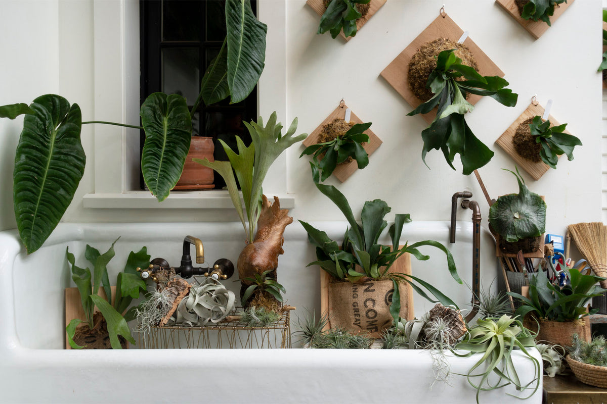 Introduction to Epiphytes: What They Are & How to Care for Them ...