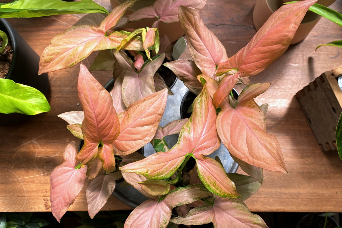 Simply Syngonium: Our Favorite Varieties and How to Care for Them ...