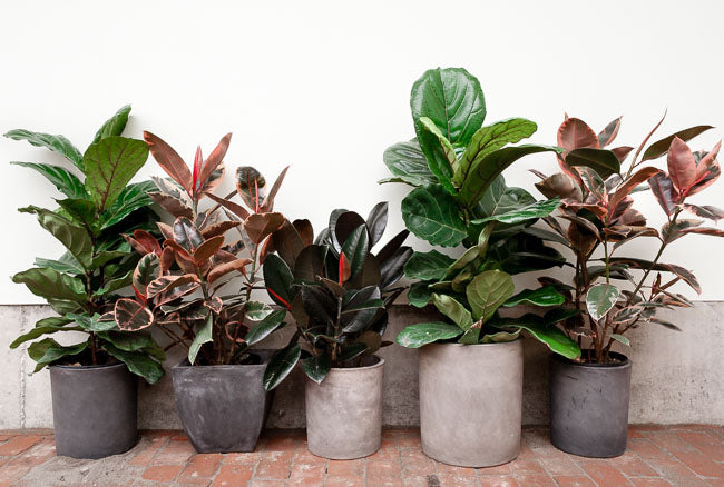 Spring Indoor Plant Care: 5 Steps to Happier Houseplants – Pistils Nursery