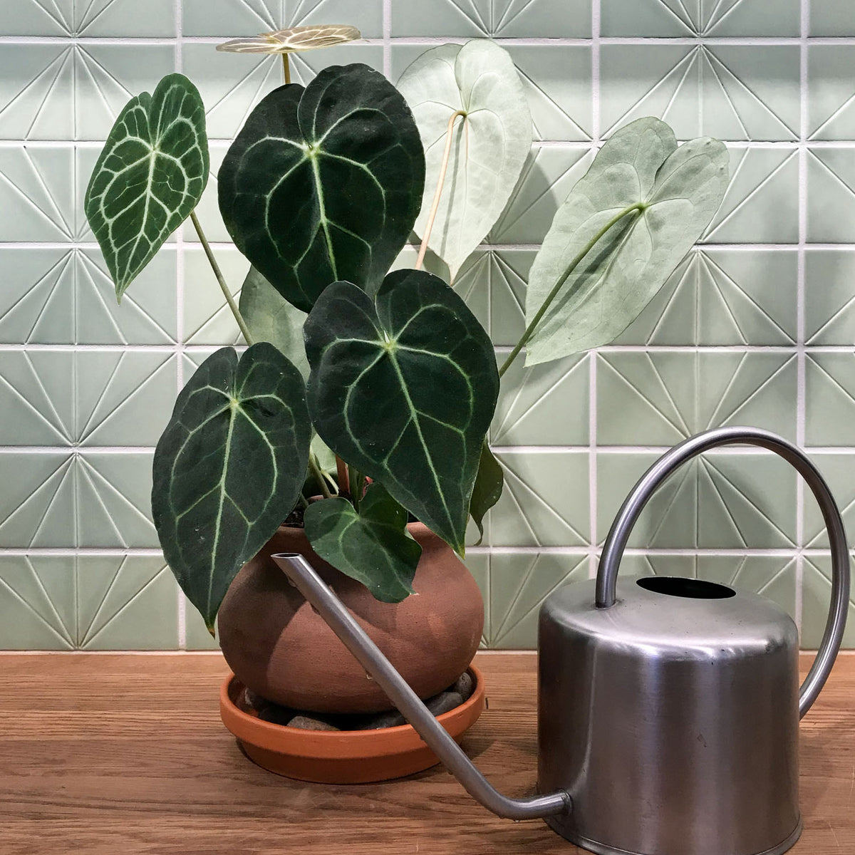 Humidity Hack: How to Make a Pebble Tray - Pistils Nursery