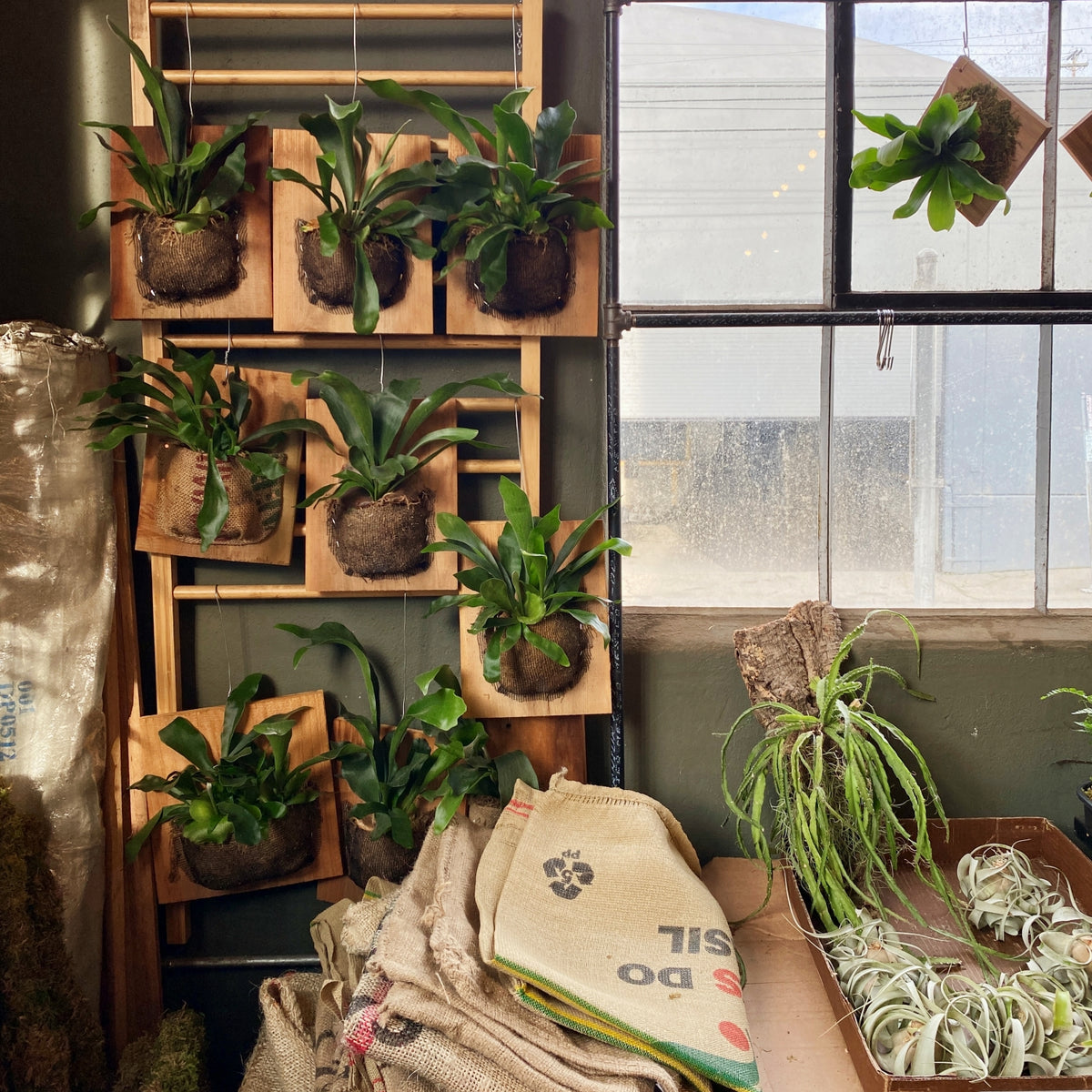 Meet the Artists Behind Our Plant Craft – Pistils Nursery