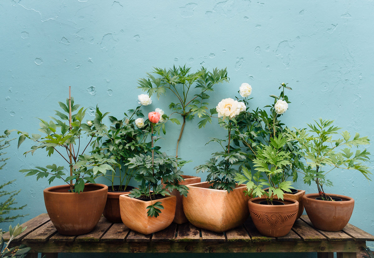 Peony Perfection: a Mother’s Day Garden Gift that Flowers Year After Y ...