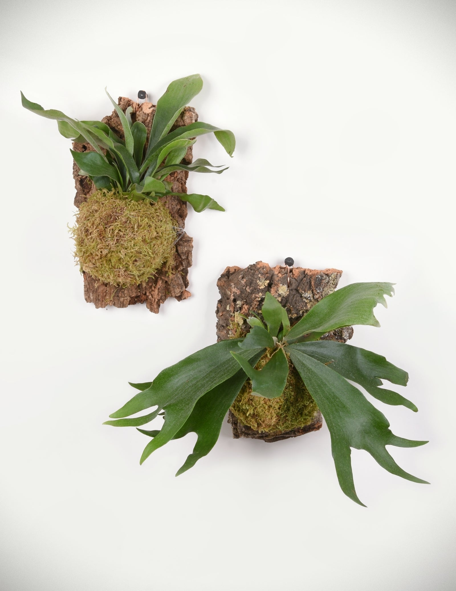 Staghorn Fern Cork Mount - Platycerium - Pistils Nursery