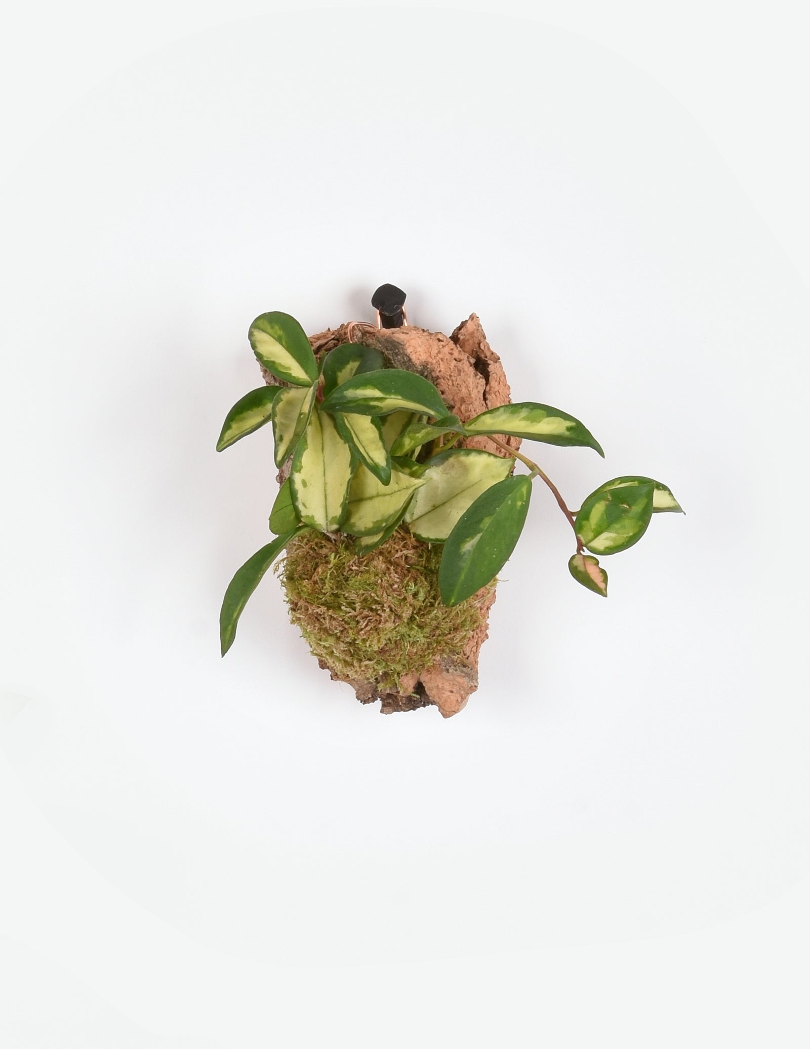 Hoya Cork Mount - Mounted Plants - Pistils Nursery