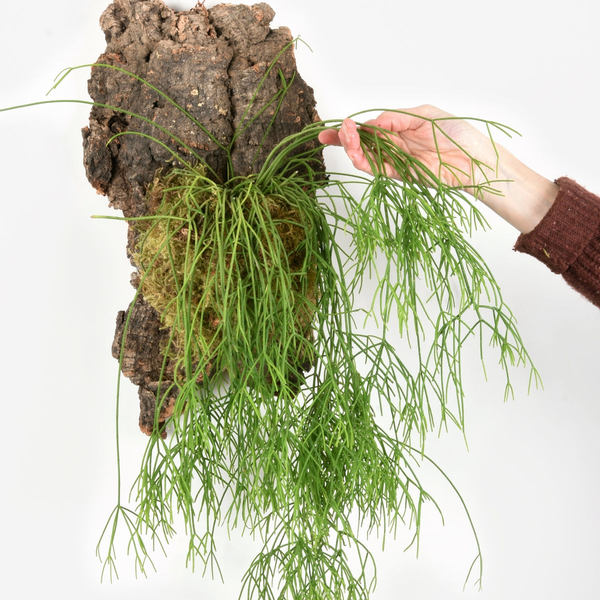 Jungle Cactus Cork Mount - Mounted Plants - Pistils Nursery