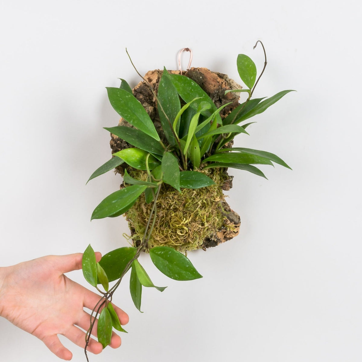 Hoya Cork Mount - Mounted Plants - Pistils Nursery