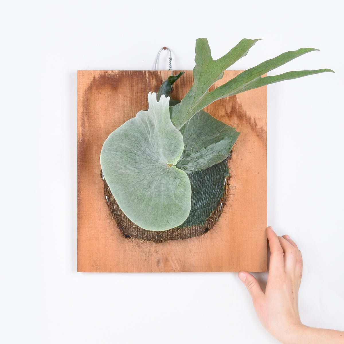 Mounted Moosehorn Fern - Staghorn Ferns - Pistils Nursery