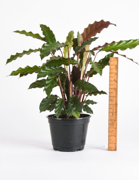 Calathea Rufibarba